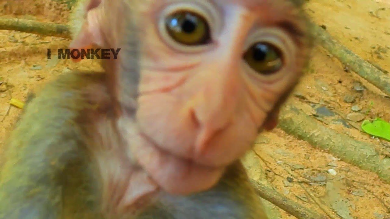Hello! Little monkey so cute & he so wondering monkey - YouTube