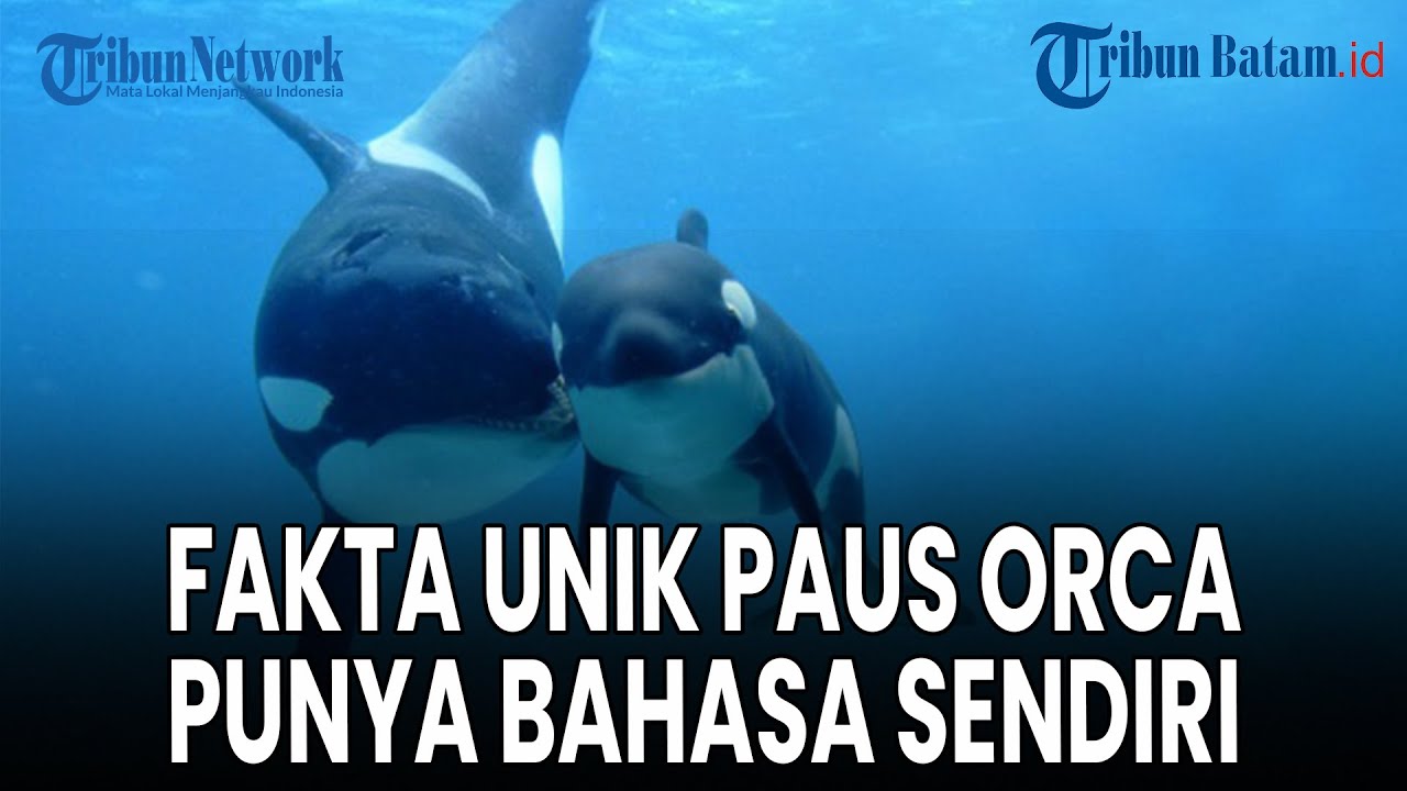 Fakta Unik Paus Orca Punya Bahasa Sendiri - YouTube