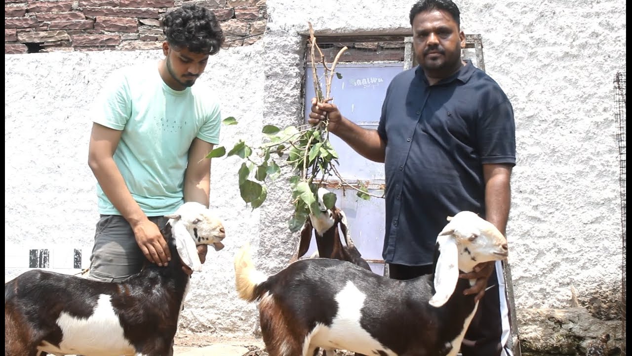 Ajmera goat collection palne wale bakre - YouTube