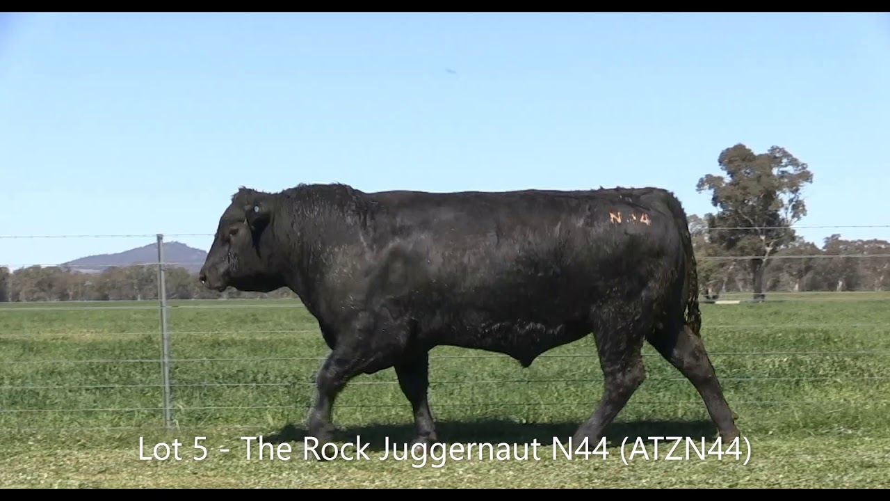 The Rock Angus ATZN44 - YouTube