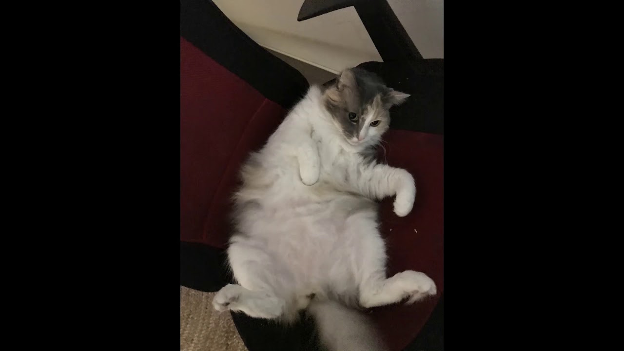 this is my beautifull cat! In real life!! - YouTube