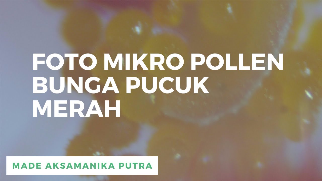 Foto Struktur Pollen Bunga Pucuk Merah - YouTube