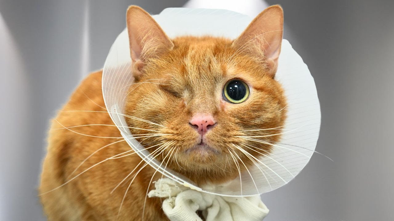 This orange cat is defying all odds with his will to survive ️ - YouTube
