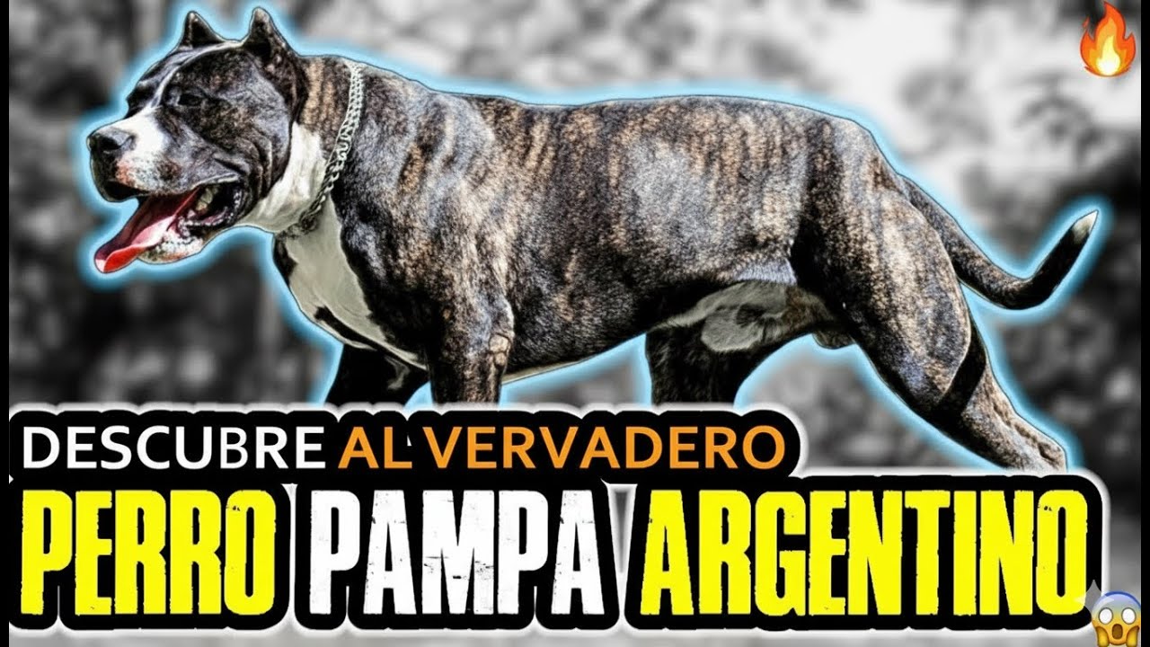 Perro Pampa: El ESTÁNDAR que NADIE te Muestra | Carácter Real del ...