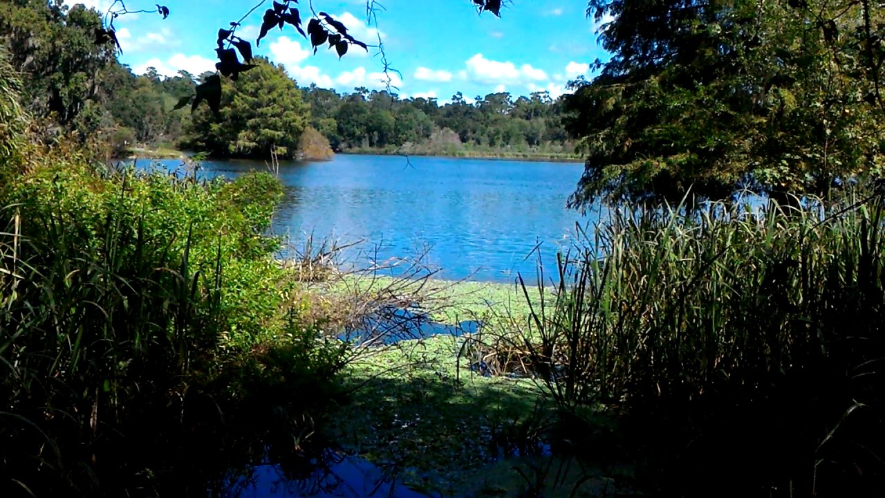 Amazing view of Lake Alice during Fall at University of Florida ...