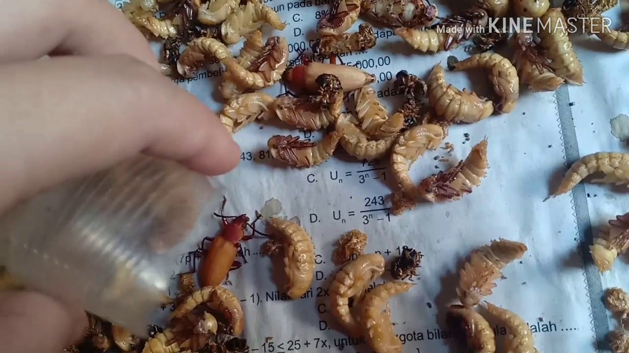 Tips agar ulat Jerman cepat jadi kepompong #2 - YouTube