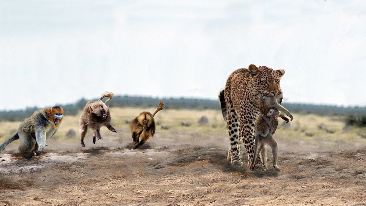 Too Intense! Baboons Family Goes Crazy Chase Leopard To Save Mother And ...