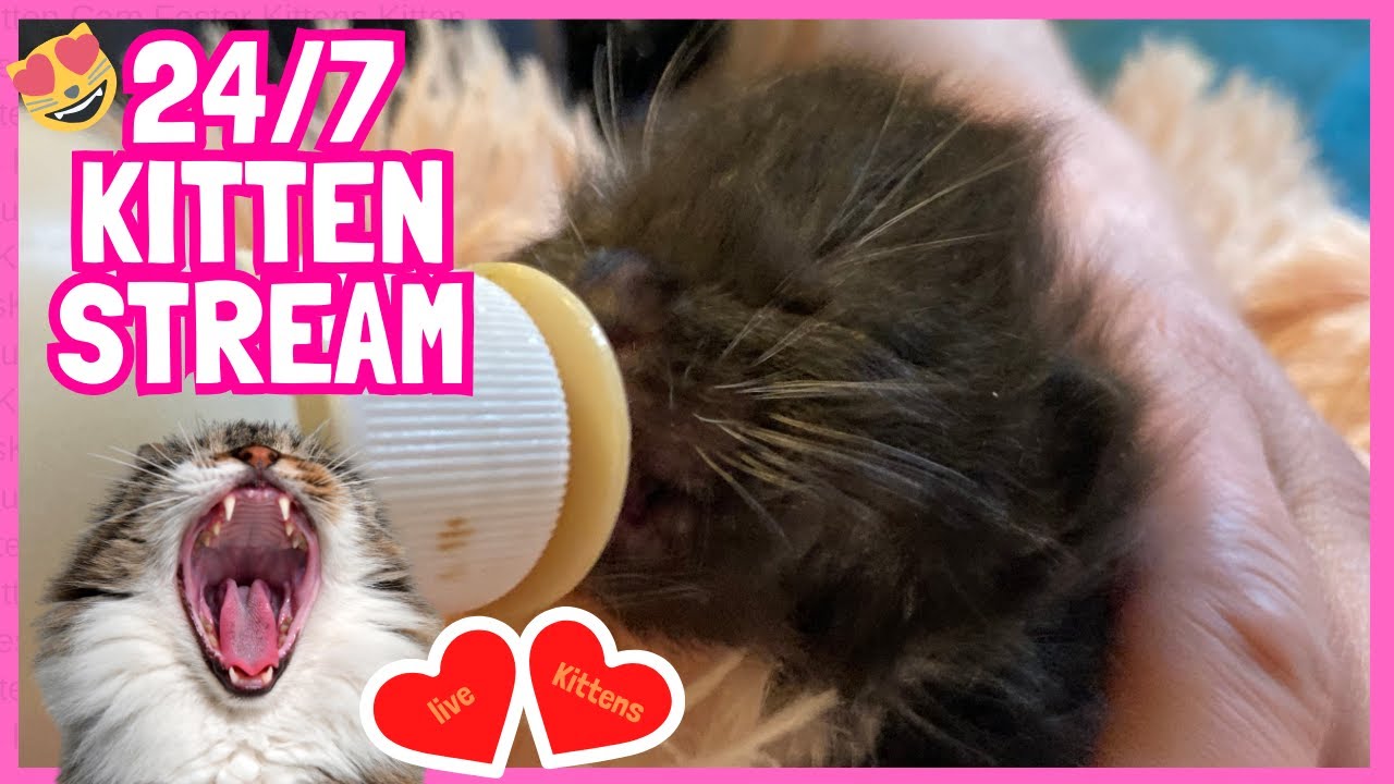 WATCH: World’s Cutest Cat Live Stream! - 24/7 Delightful Web Cat Cam ...