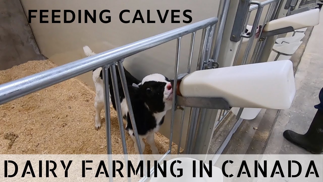 Feeding Calves in New Calf Barn - YouTube
