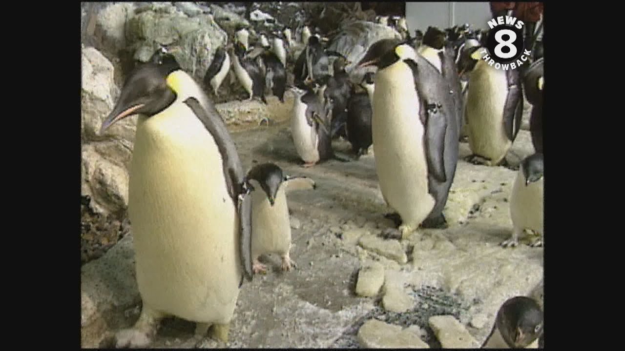 Penguin Encounter at SeaWorld San Diego 2004 - YouTube
