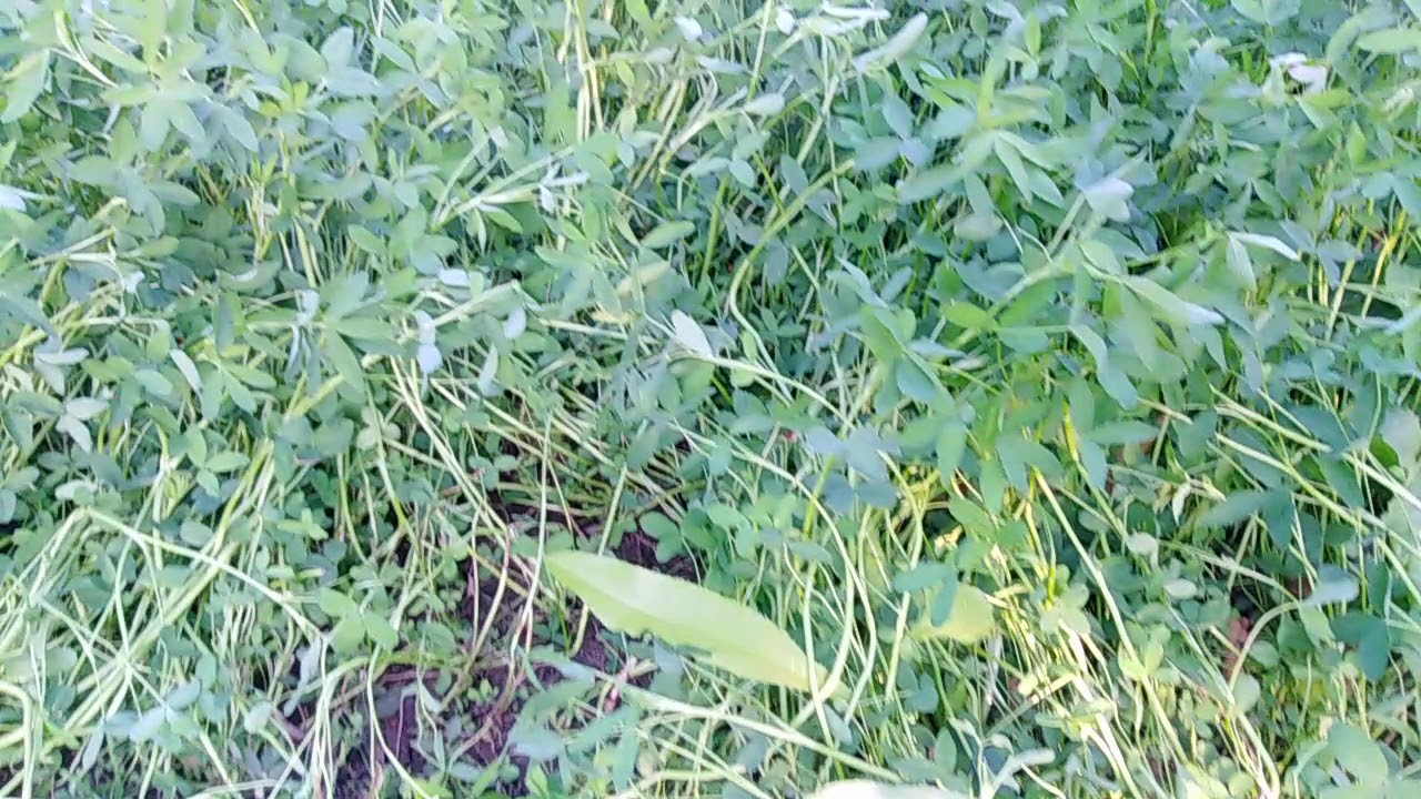 Barsim grss - YouTube