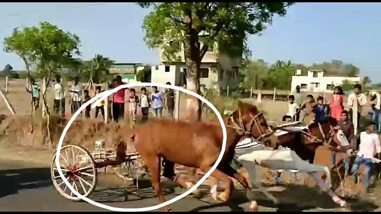 GHODA GADI SHARYAT GADHINGLAJ KOLHAPUR (HALLAXMI YATRA GADHINGLAJ ...