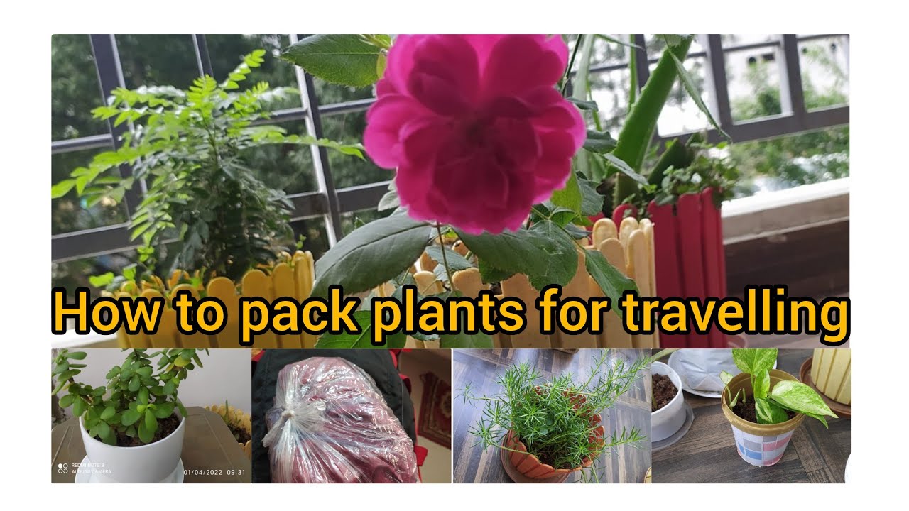 How to pack plants for travelling?ट्रेन/बस/फाइट के लिए plants कैसे पैक ...