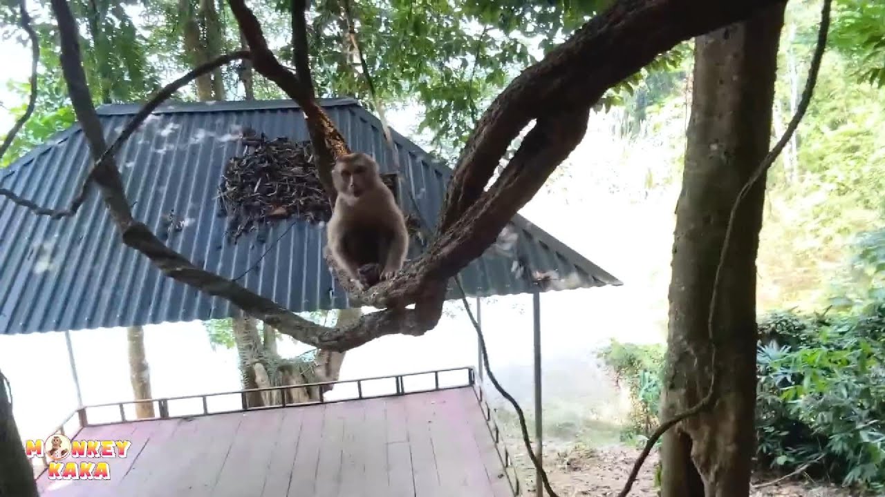 If only I could find a way to bring Monkey Kaka back, Monkey wouldn't have to suffer. - YouTube