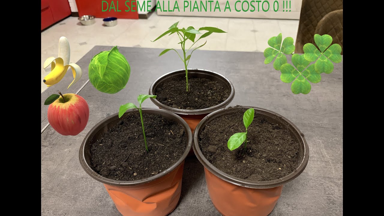 DAL SEME ALLA PIANTA A COSTO ZERO!!! - YouTube