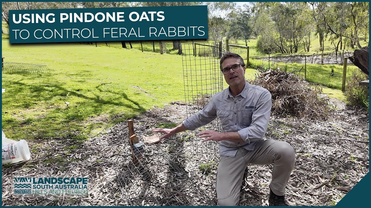 How to bait feral rabbits with Pindone Oats - YouTube