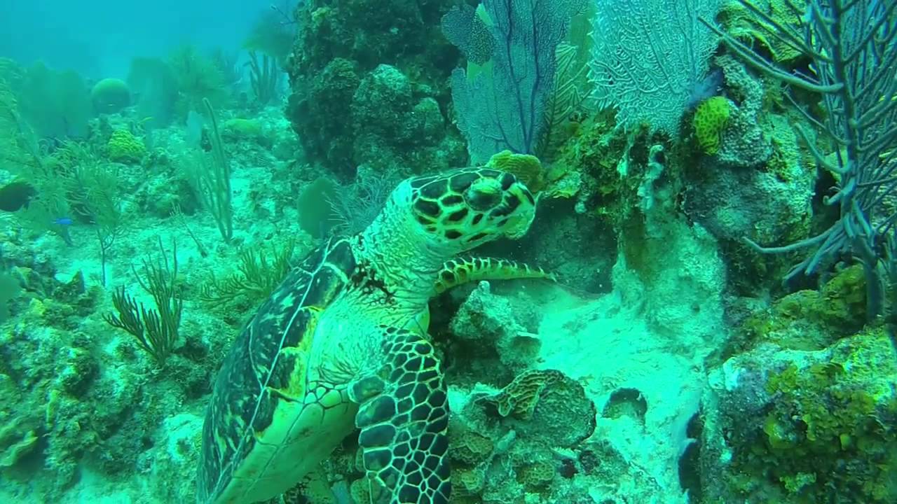 SCUBA Diving Little Cayman Island - YouTube