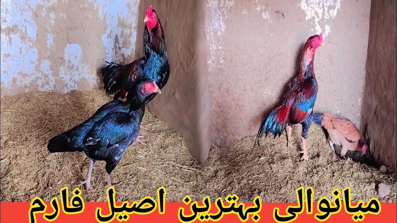 Mianwali Behtreen Aseel Farm | Best Aseel Farm In Mianwali. - YouTube
