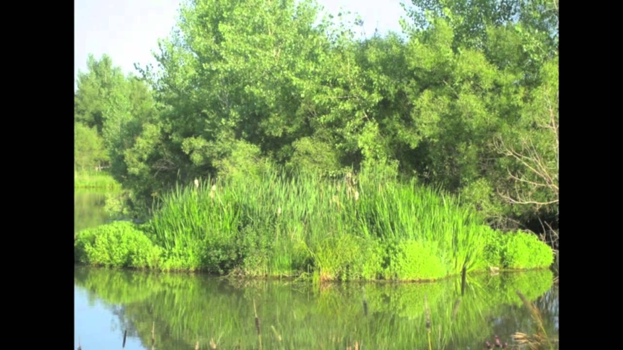 BioHaven Floating Island - YouTube
