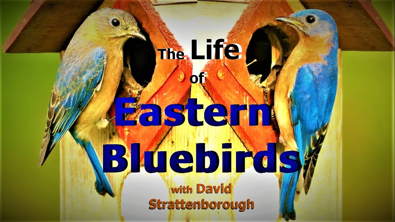 The Life of Eastern Bluebirds (a short documentary inspired by Sir ...