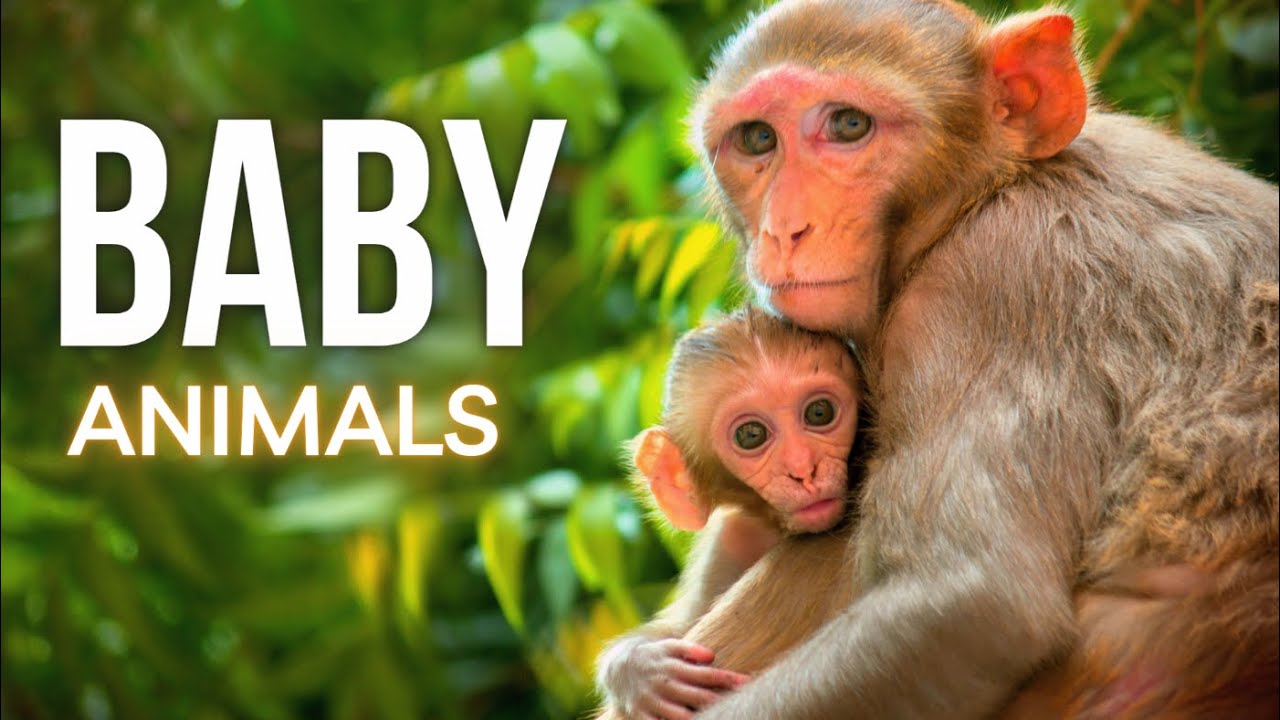 Baby Animals - Amazing World Of Young Animals | Relaxing Scenic Film ...