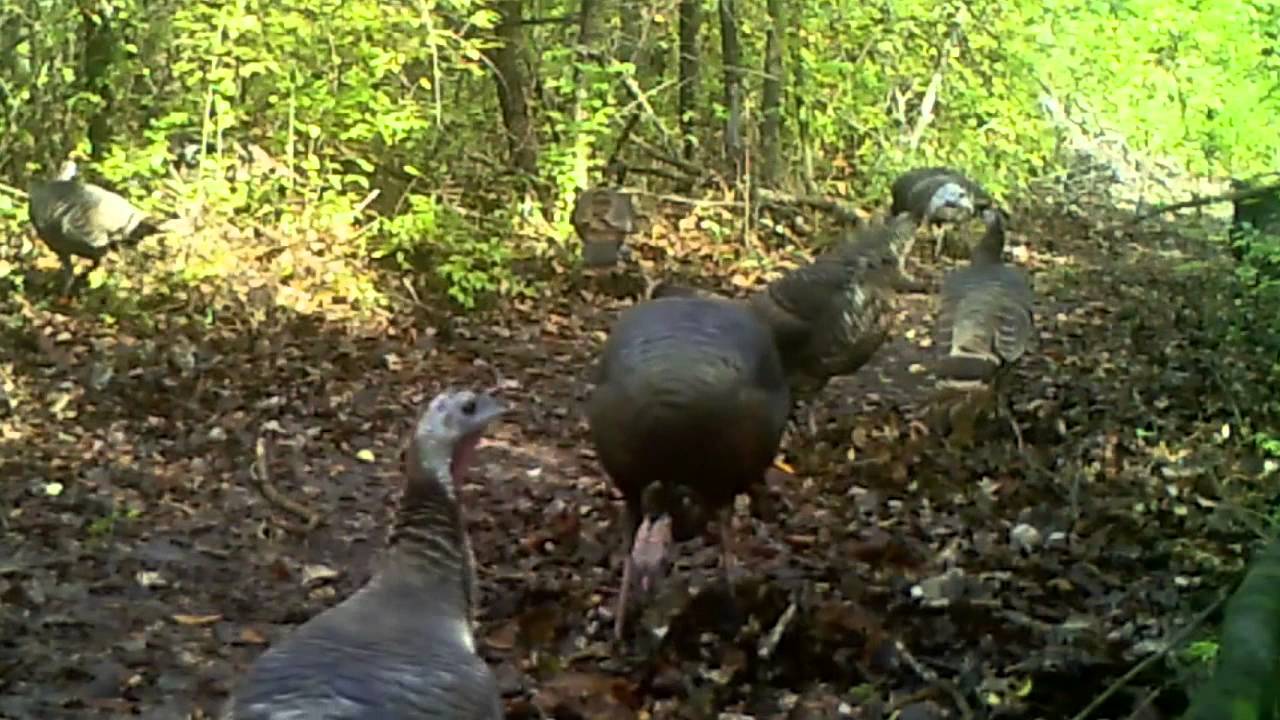 Turkey Scratchings MBO blog - YouTube