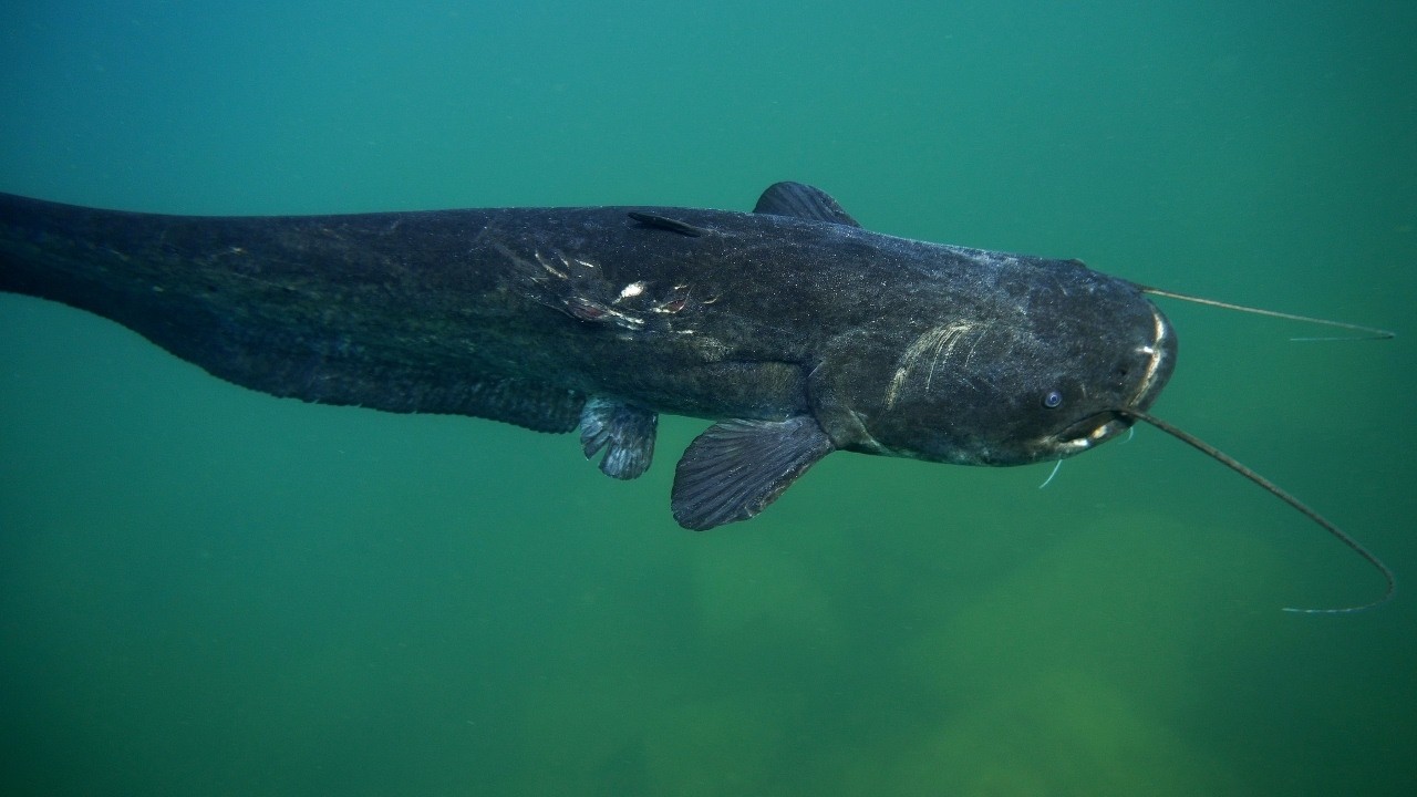 Catch Me If You Can – A Wels Catfish Tour of the Quarry - YouTube