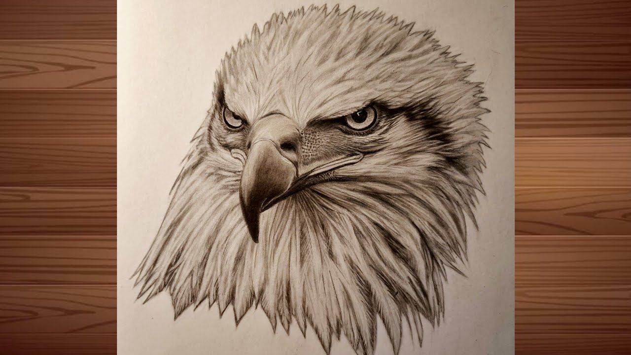 Simple technique How to draw a Realistic EAGLE face : Easy guide for ...