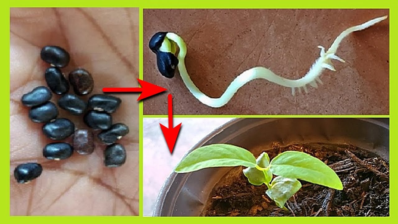 How to Easily Germinate Butterfly Pea Flower Seeds | Grow Blued Pea ...