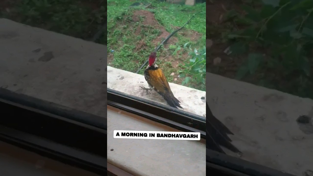 Bird attack | in a beautiful morning this bird awake us. #birds #nature ...