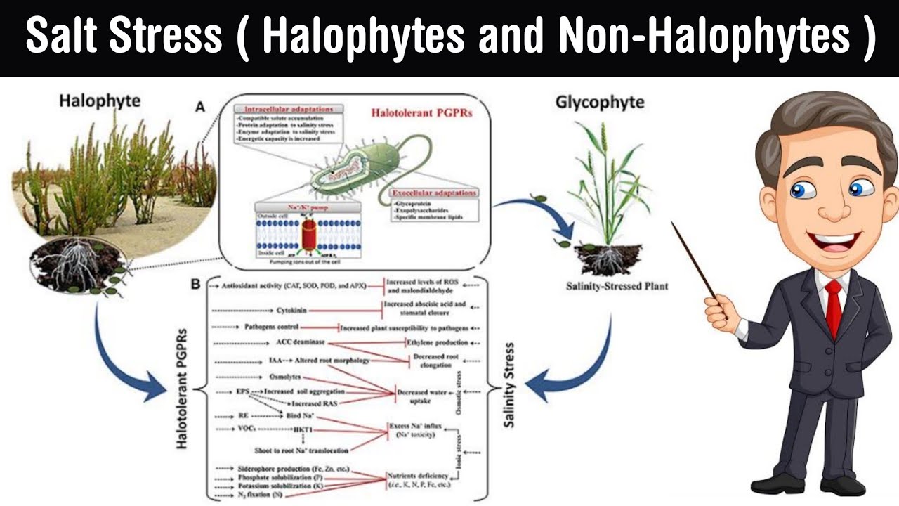 Salt Stress | halophytes and non-halophytes | salinity of soil in Hindi ...