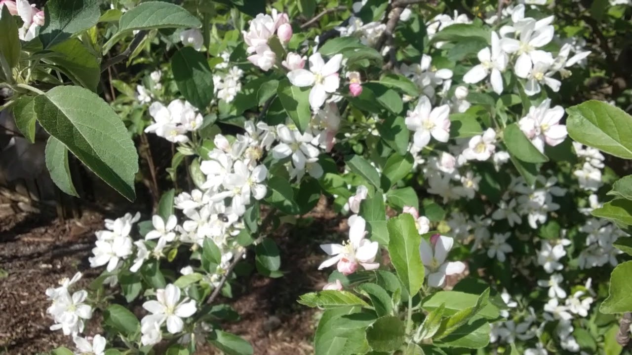 Mar starkrimson inflorit - YouTube