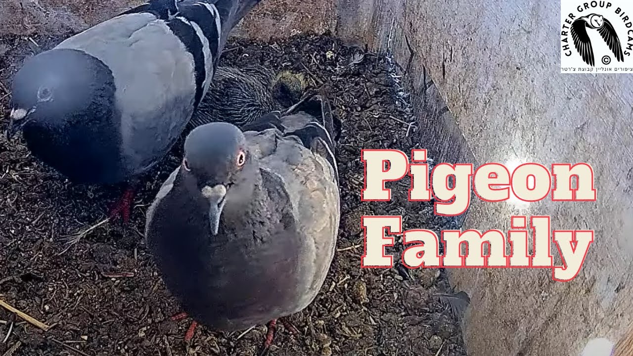 Meet The Massive Pigeon Family: One Pair Of Parents, Two Adorable ...