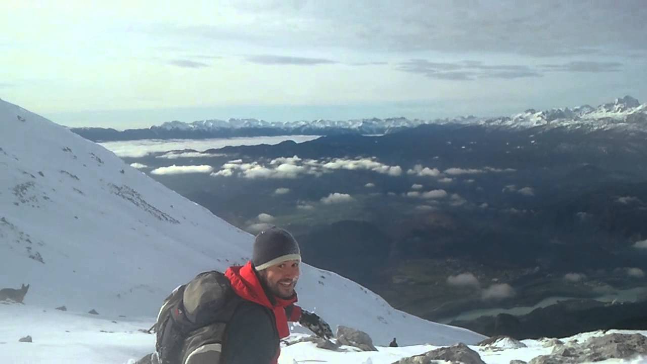 Divji zajci - YouTube