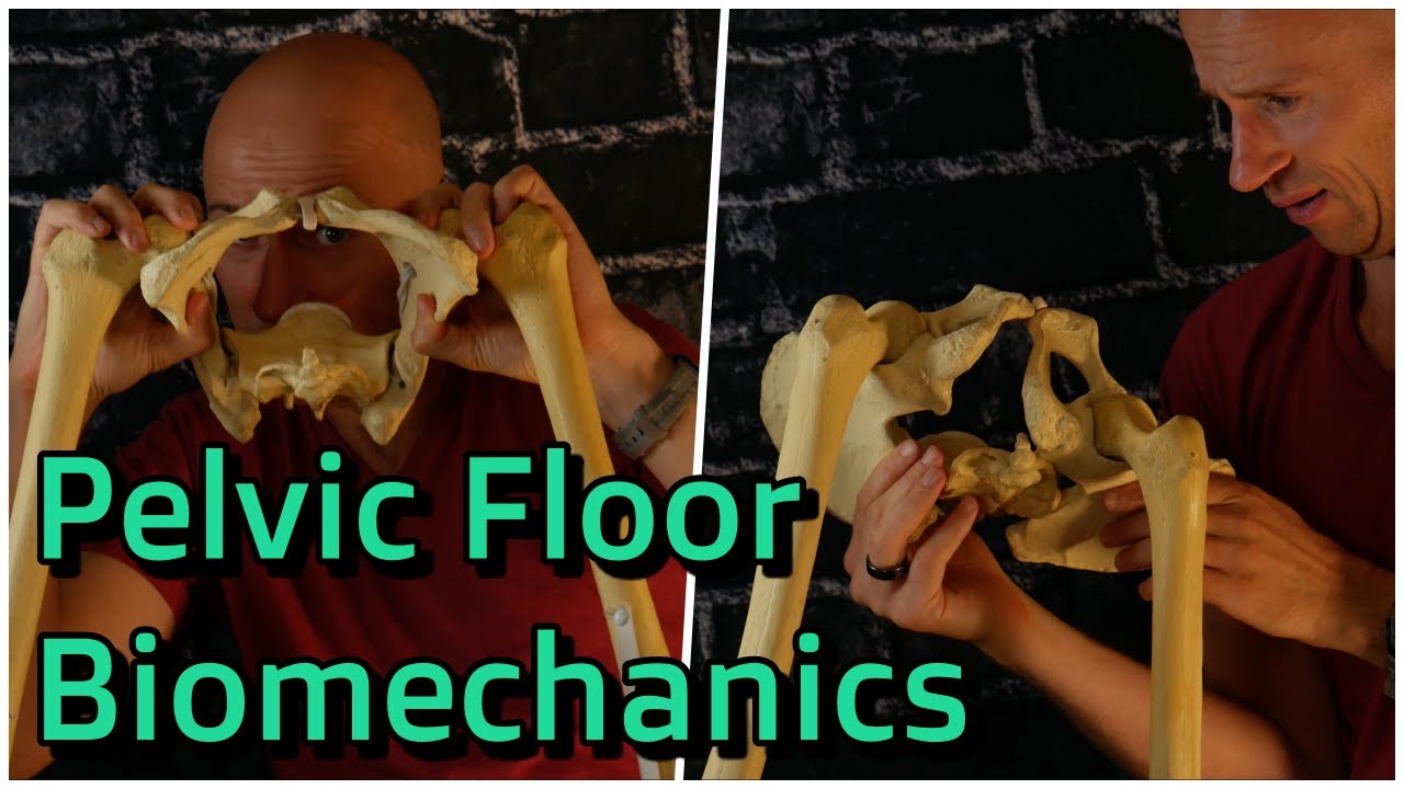 Pelvic Floor Biomechanics - YouTube