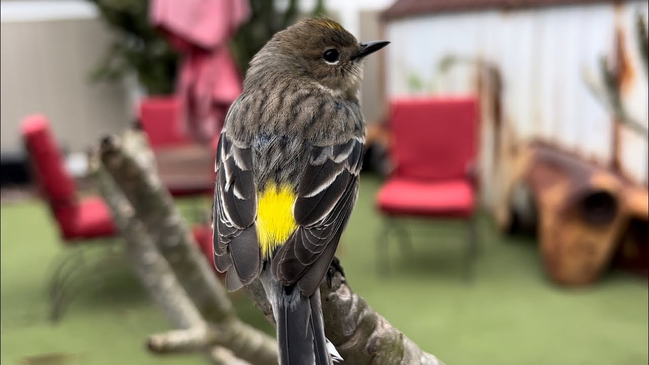 Yellow Rumped Warbler wants in the house. - YouTube