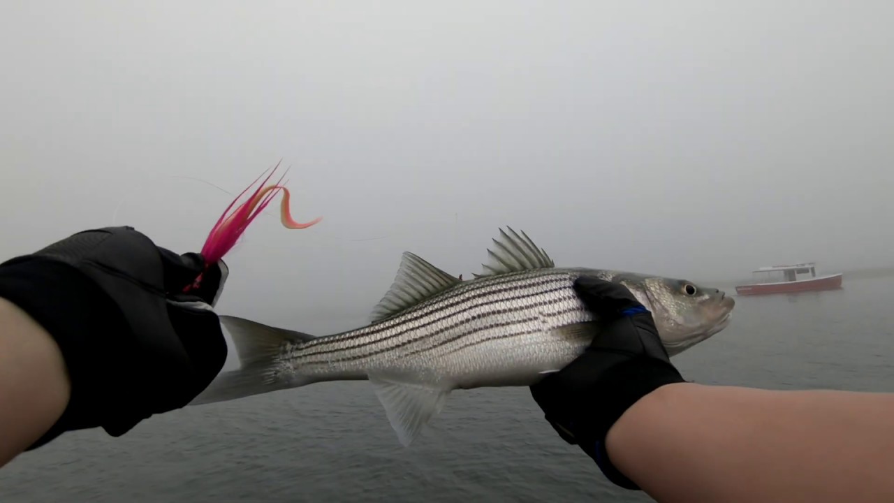 Delaware Bluefish Blitz! - YouTube