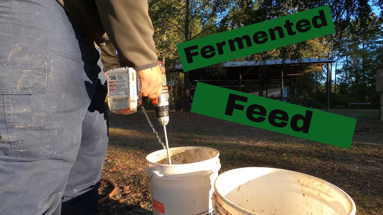 Fermented Feed For Livestock! - YouTube