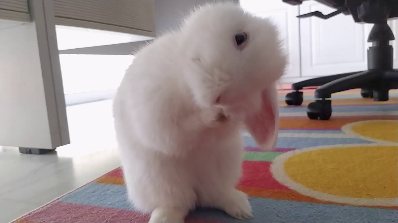 Cute rabbit washing face!! #Shorts| Κουνέλι πλένεται! - YouTube