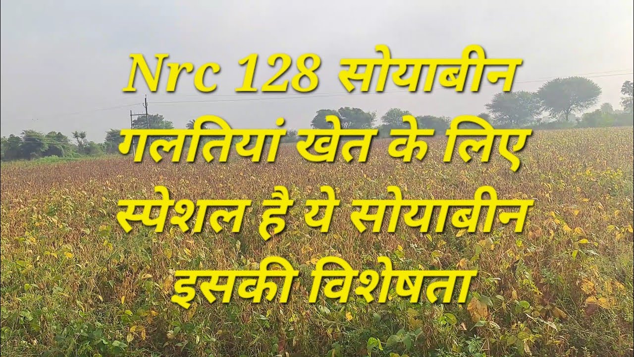 Nrc -128 soybean|| गलतियां खेत स्पेशल सोयाबीन👌👌 - YouTube