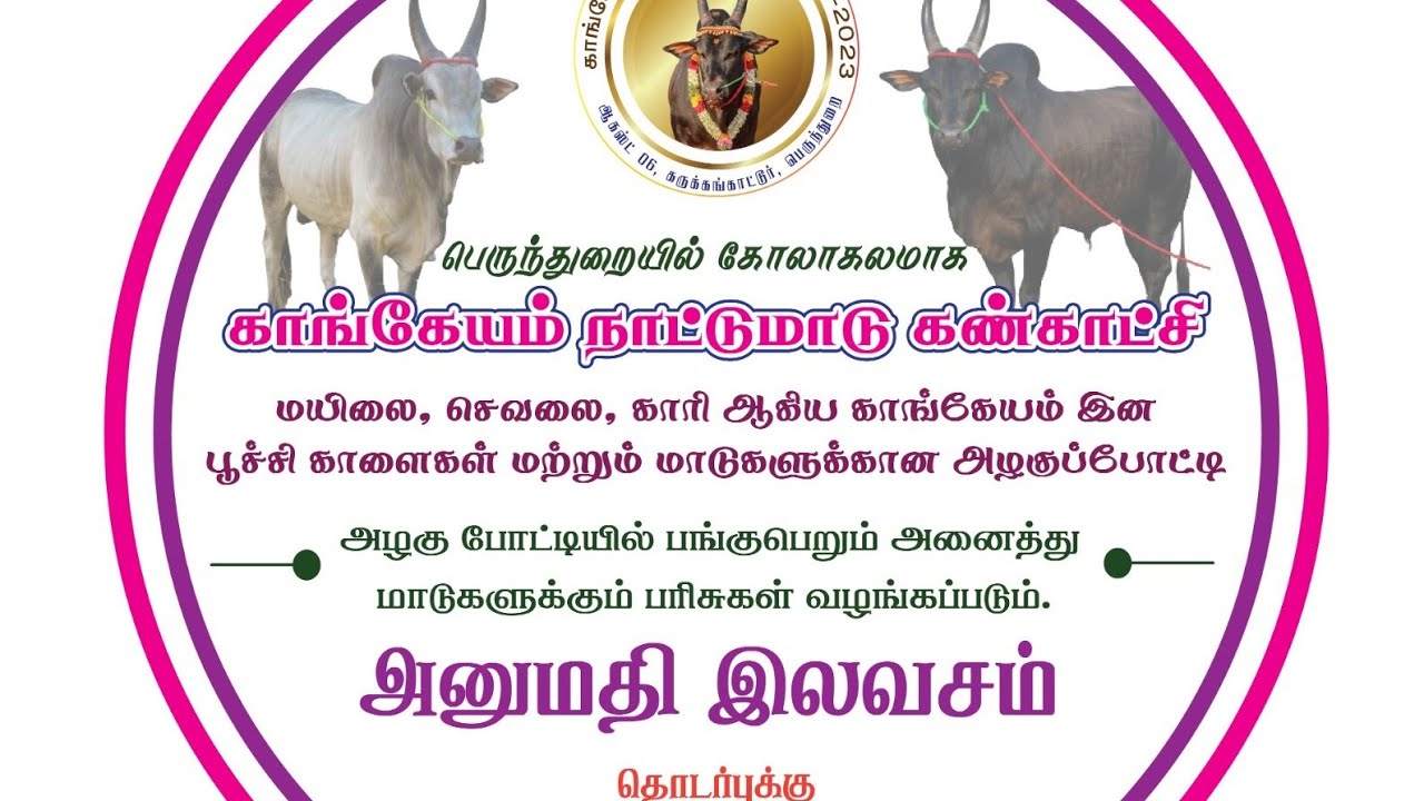 காங்கேயம் காளைகள் கிடாரிகள் கால்நடை திருவிழா 2023|kankayam Bull,cowshow ...