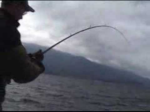 Trophy Gerrard Rainbow Trout - YouTube