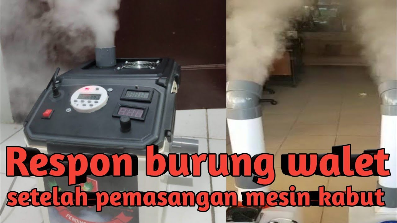 respon burung walet setelah pasang mesin kabut - YouTube