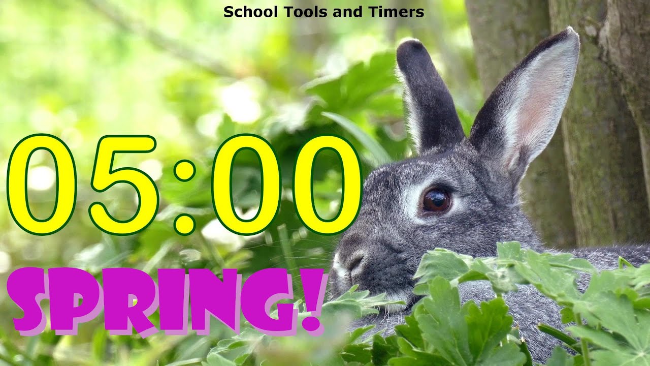 5 Minute Countdown Timer - Springtime Rabbit! 🐰 - YouTube