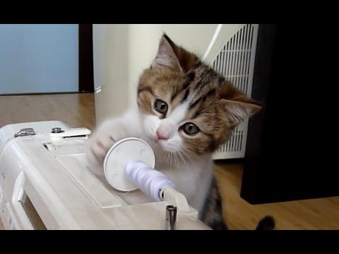 Cute Kitten and a sewing machine - YouTube
