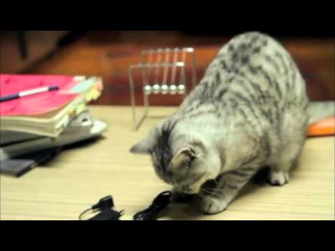 Telefonla oynayan kedi \