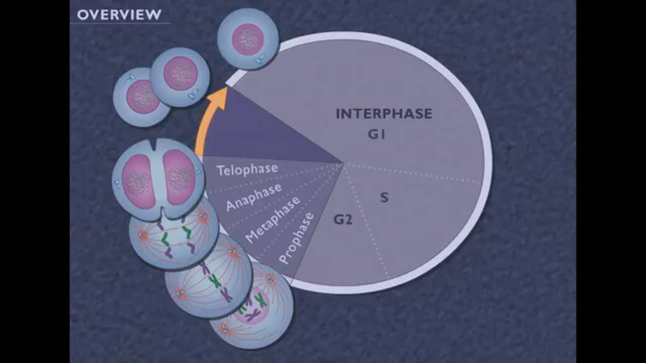 Como funciona o ciclo celular (Animação HD) - YouTube