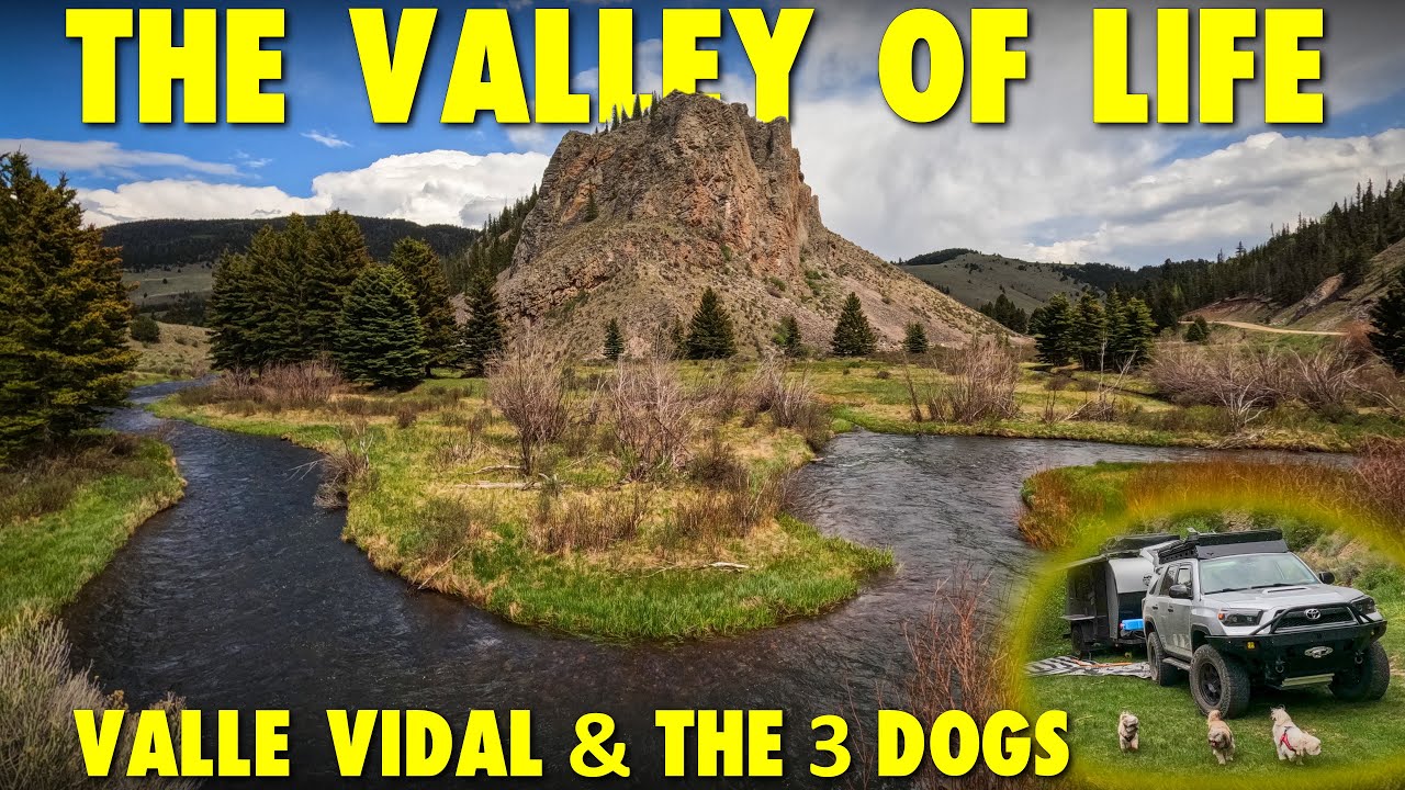 How 3 Dogs Live Their Life in The Valley of Life - YouTube