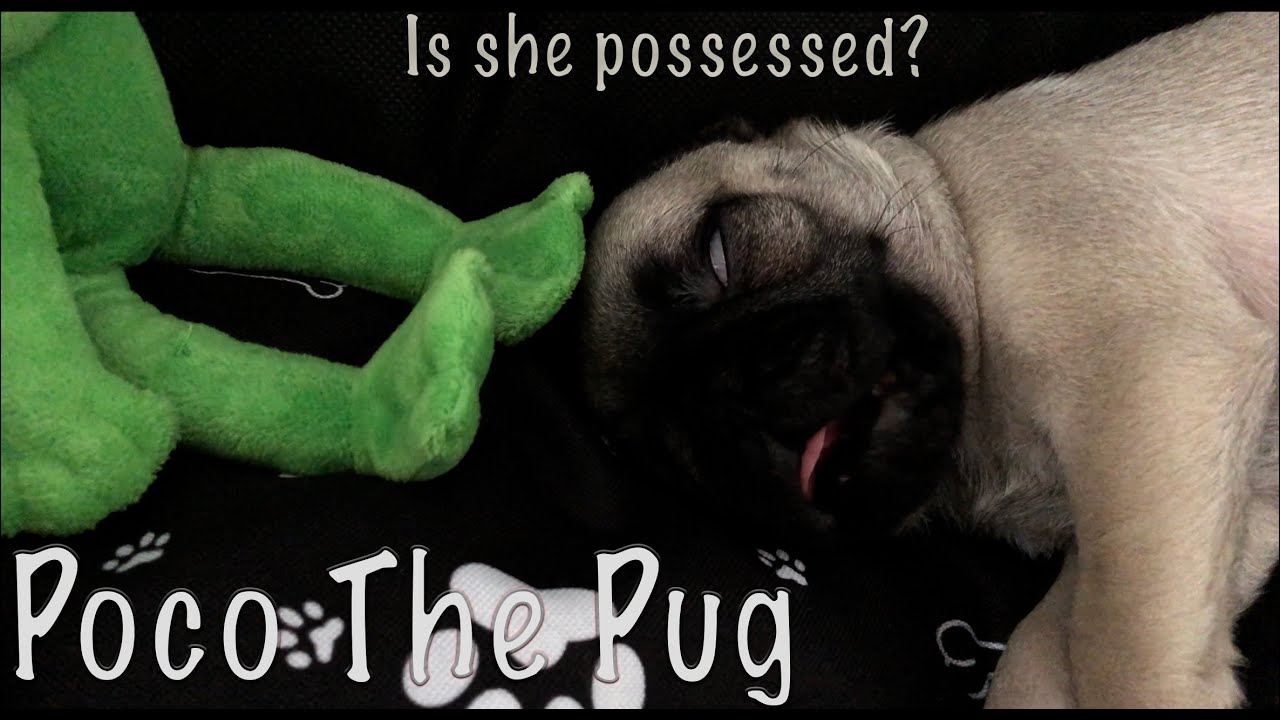 Is she possessed? | Poco The Pug - YouTube
