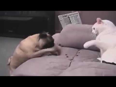 Kediler köpeklere karşı :)